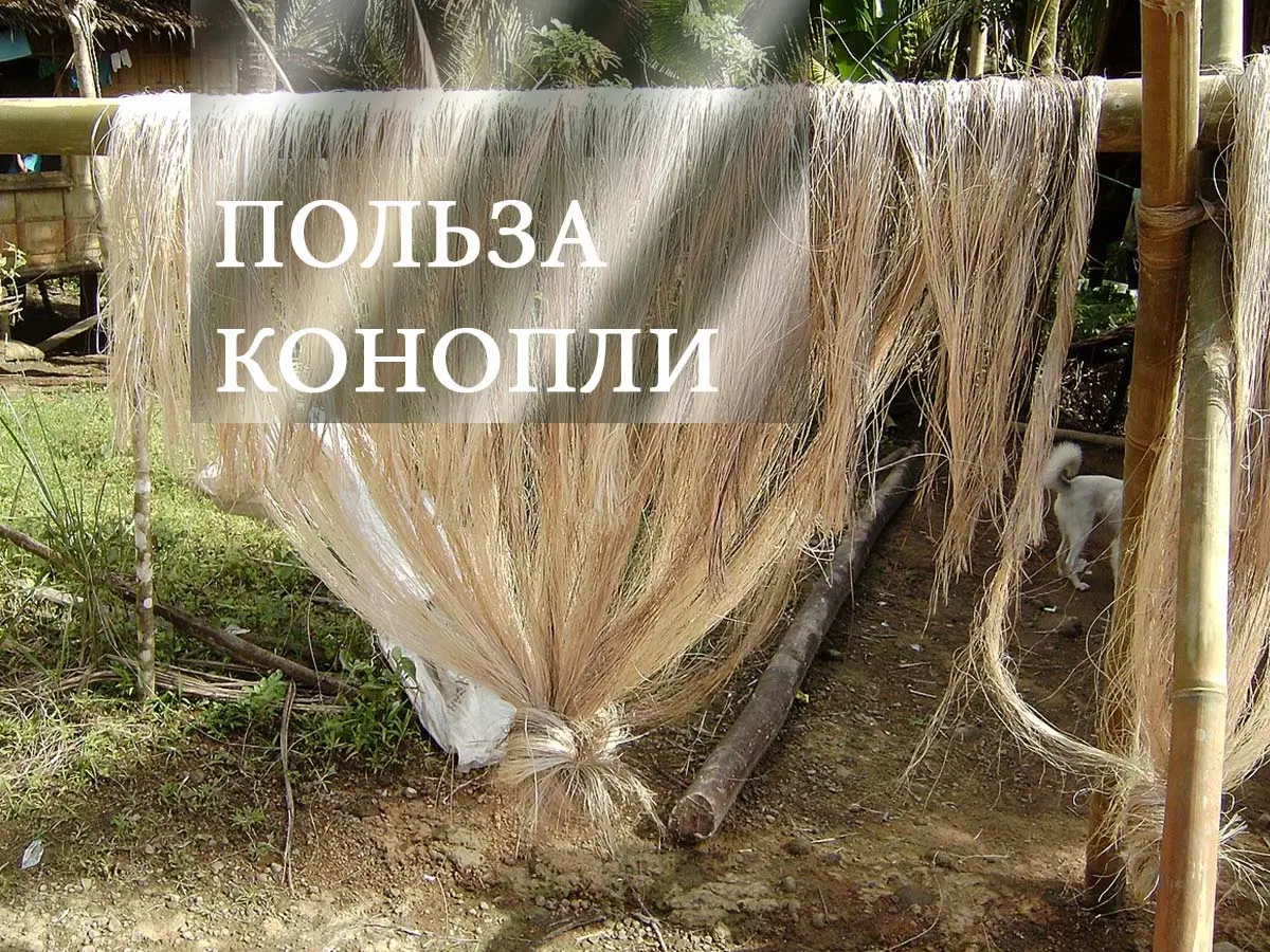 История конопли, марихуаны в лечебных целях и производства пеньки