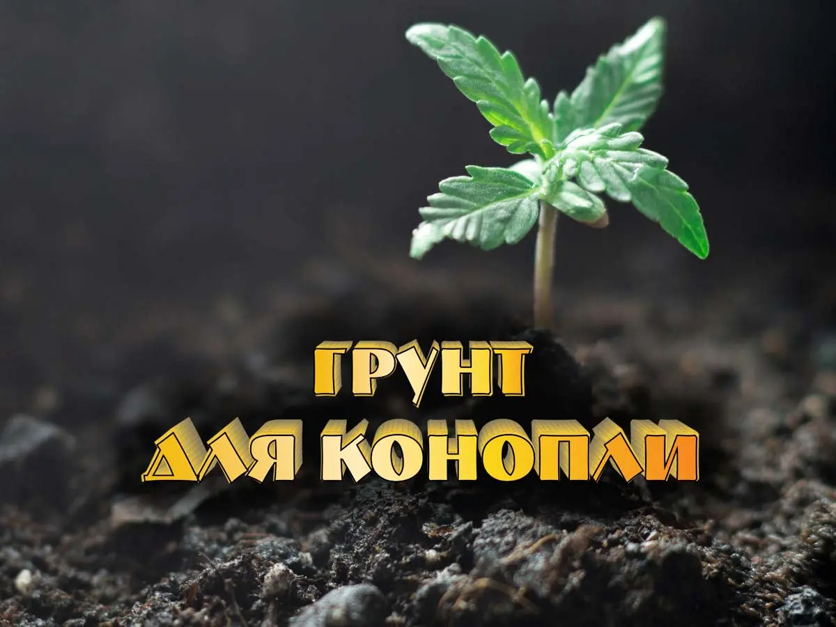 Грунт для конопли, почва (земля) выращивания марихуаны