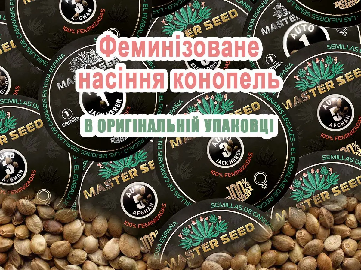 Як виглядає оригінальне насіння MASTER SEED Іспанія