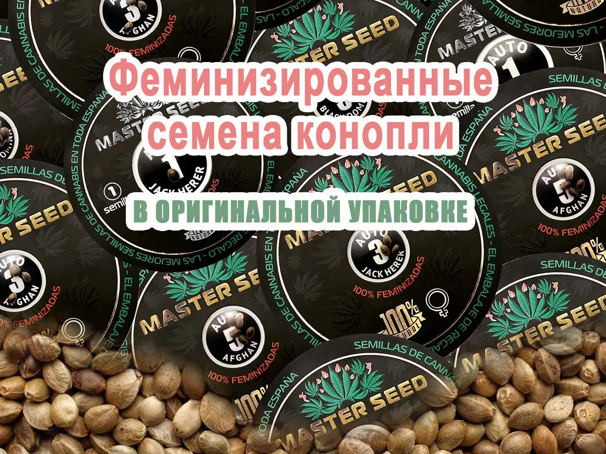 Как выглядят оригинальные семена MASTER SEED Испания