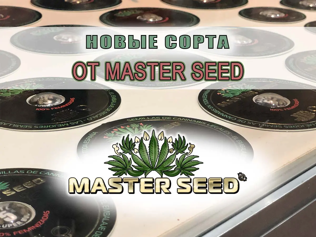 Осеннее обновление ассортимента: семена конопли от MASTER SEED