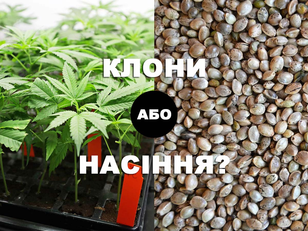 Розмноження коноплі, посадка насіння чи клонування?